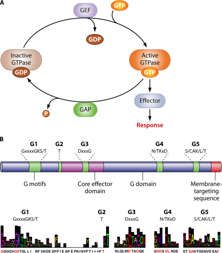 The-small-GTPase-regulatory-cycle-and-structure-A-RAS-related-GTPases ...