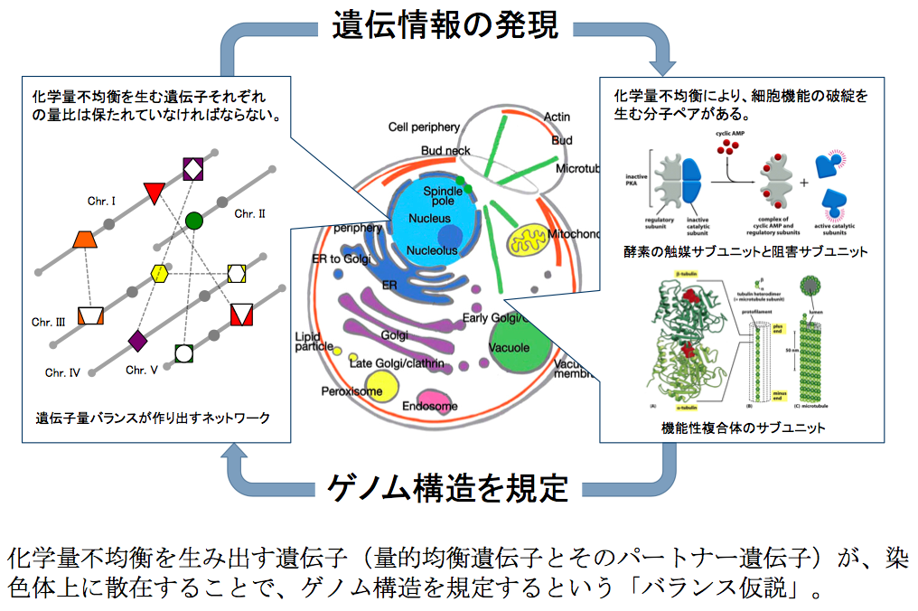 Dosage Balance Gene - HM's website